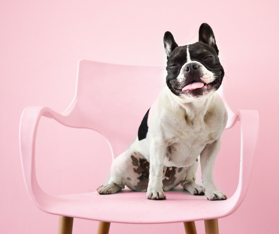How To Make Your Dog Instagram Famous And Take Over The World Plann