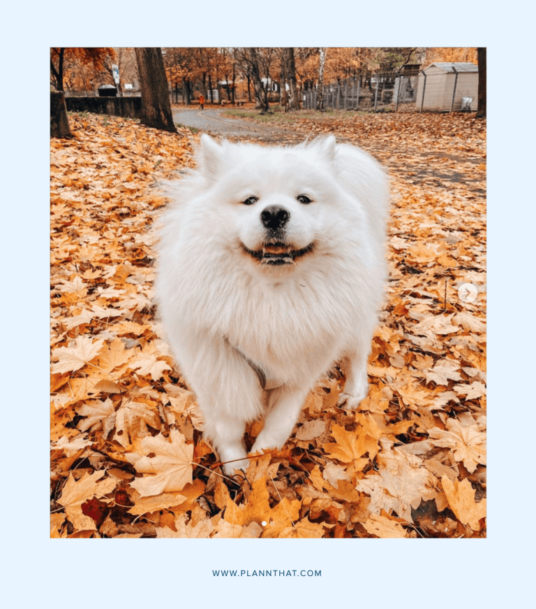 5 Adorable Pets Who Plann – Plann by Linktree