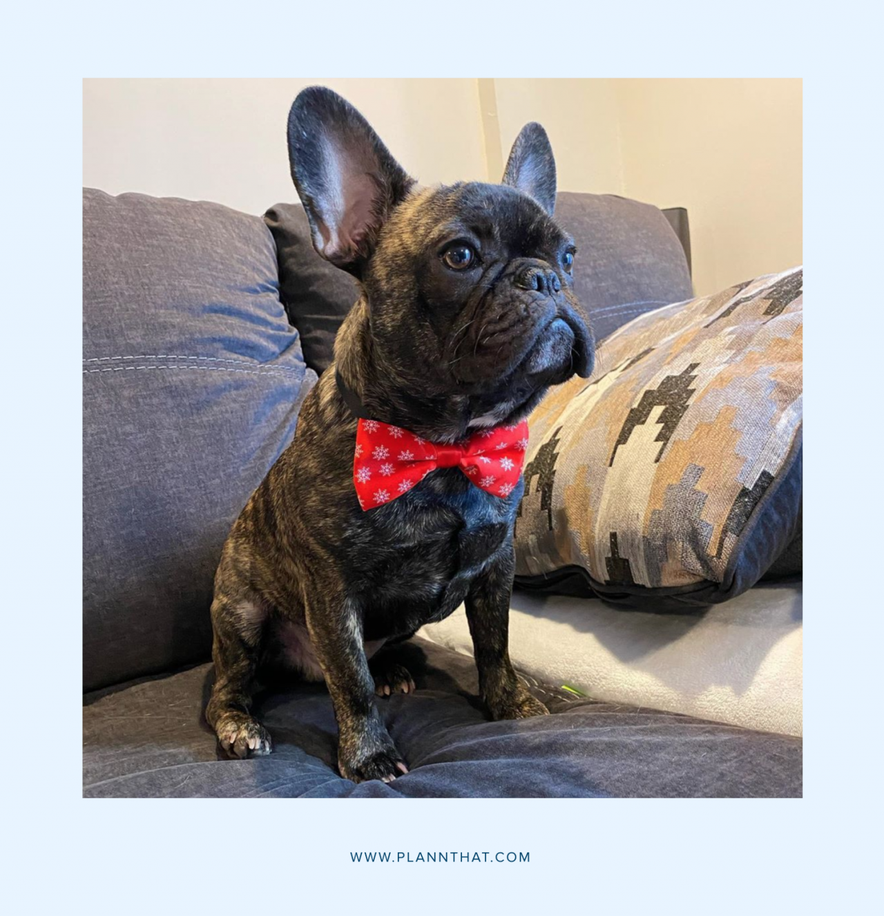 5 Adorable Pets Who Plann – Plann by Linktree